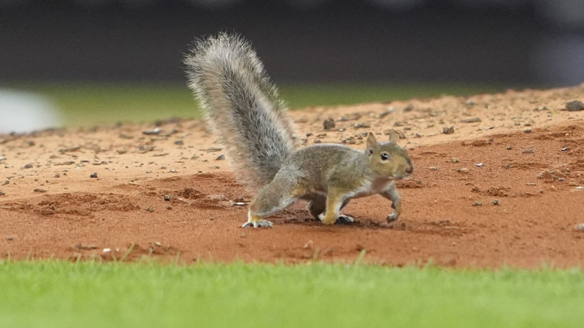 Red Sox, Yankees Talk Squirrel Delay, 'It Made A Little Noise At Me'